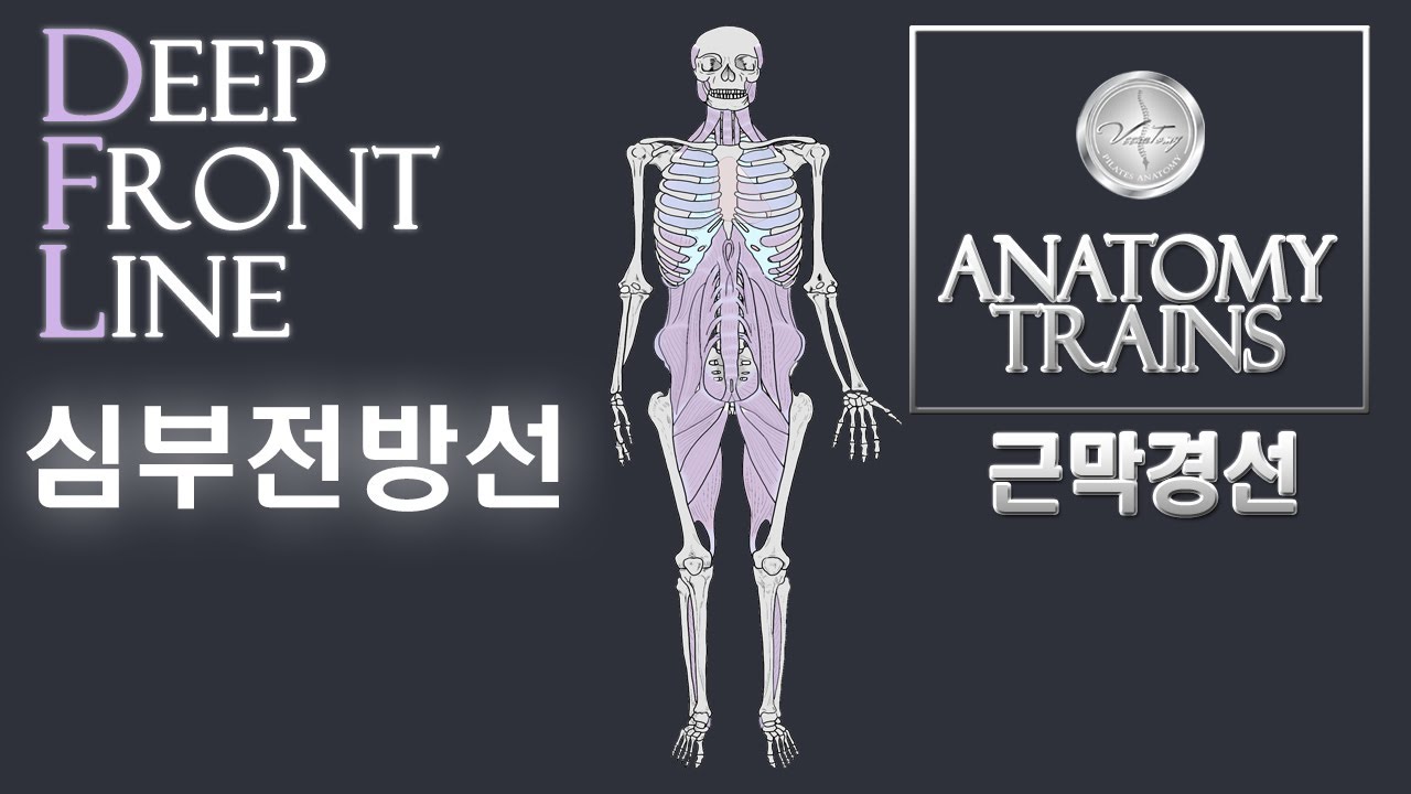 [ 근막경선 ] 3.Deep Front Line 심부전방선 DFL - YouTube