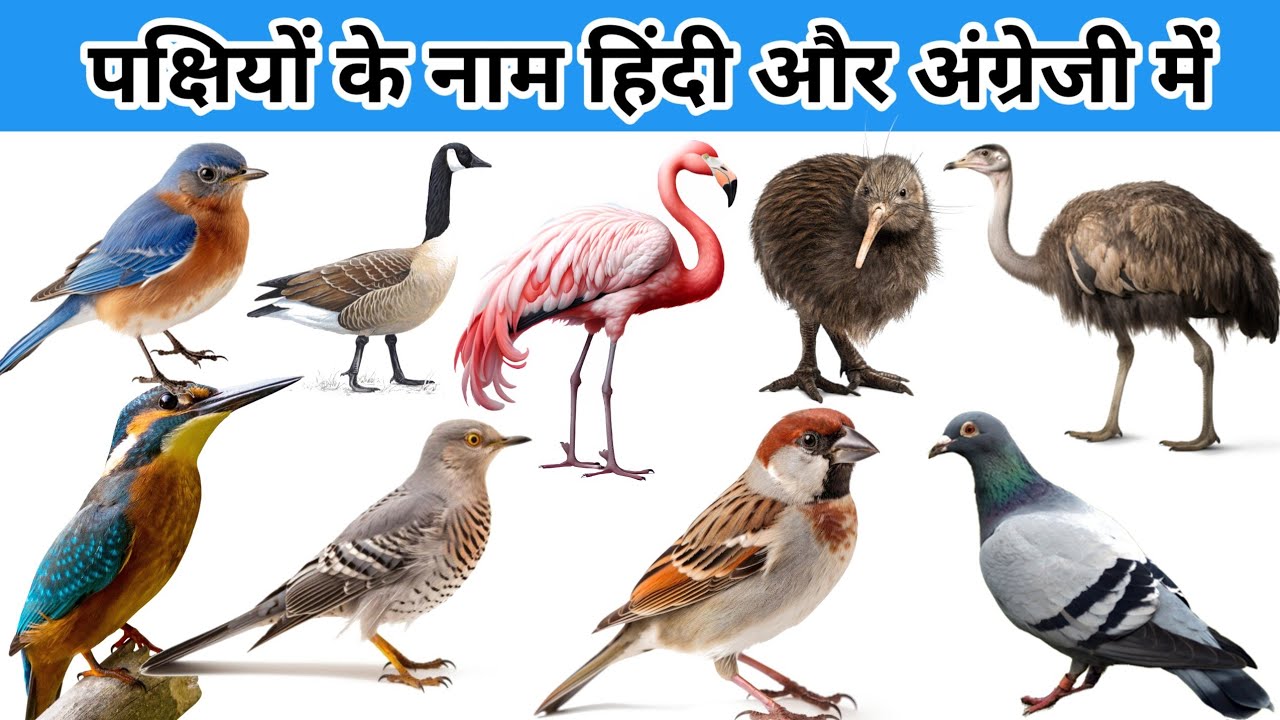 Birds Name Video With Picture | पक्षियों के नाम लिखिए Paksiyo ke naam # ...