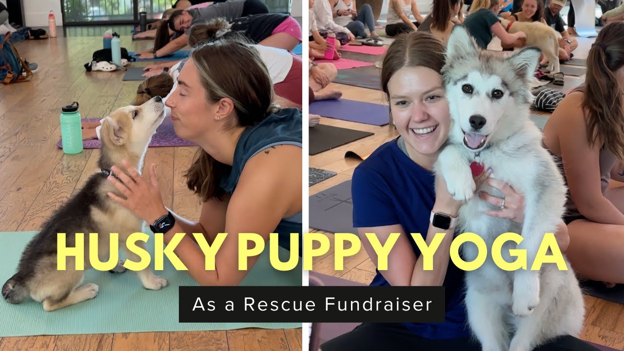 Puppy Yoga with Huskies! (We raised over $8K for Arctic Rescue!) - YouTube