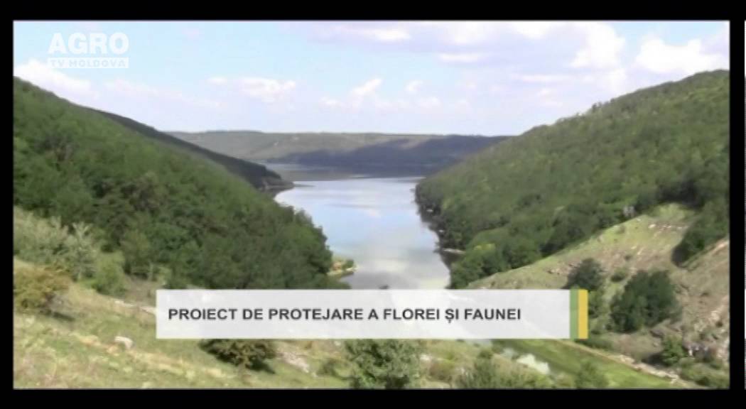 Proiect de protejare a florei și faunei - YouTube