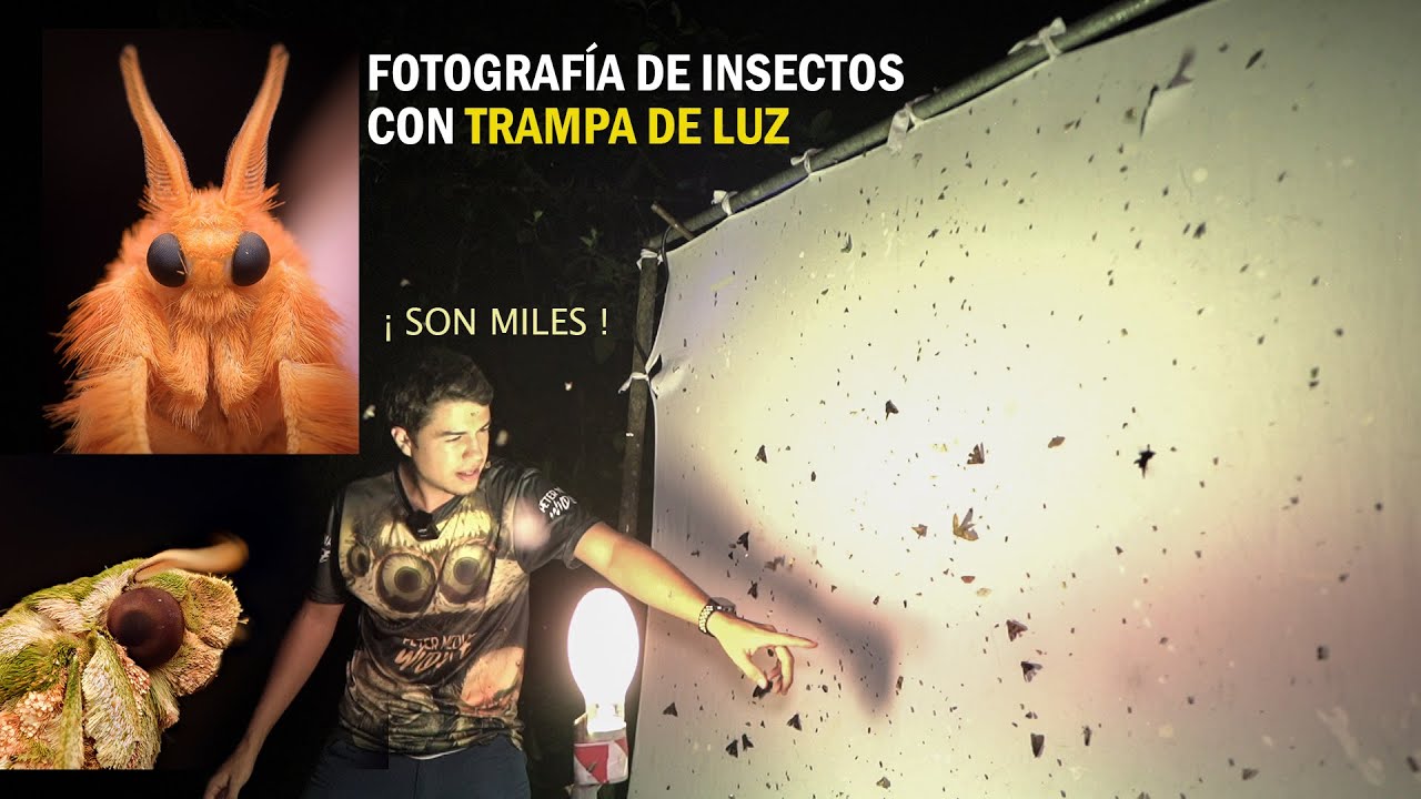 Fotografía Macro de Insectos con trampa de luz 😱 🦋 Arthropoda - YouTube