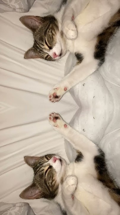 Make Me Sway Lovecats Cat Floof Cutekitty Funny Funnycat Cute Cutecat Kitten Mycat
