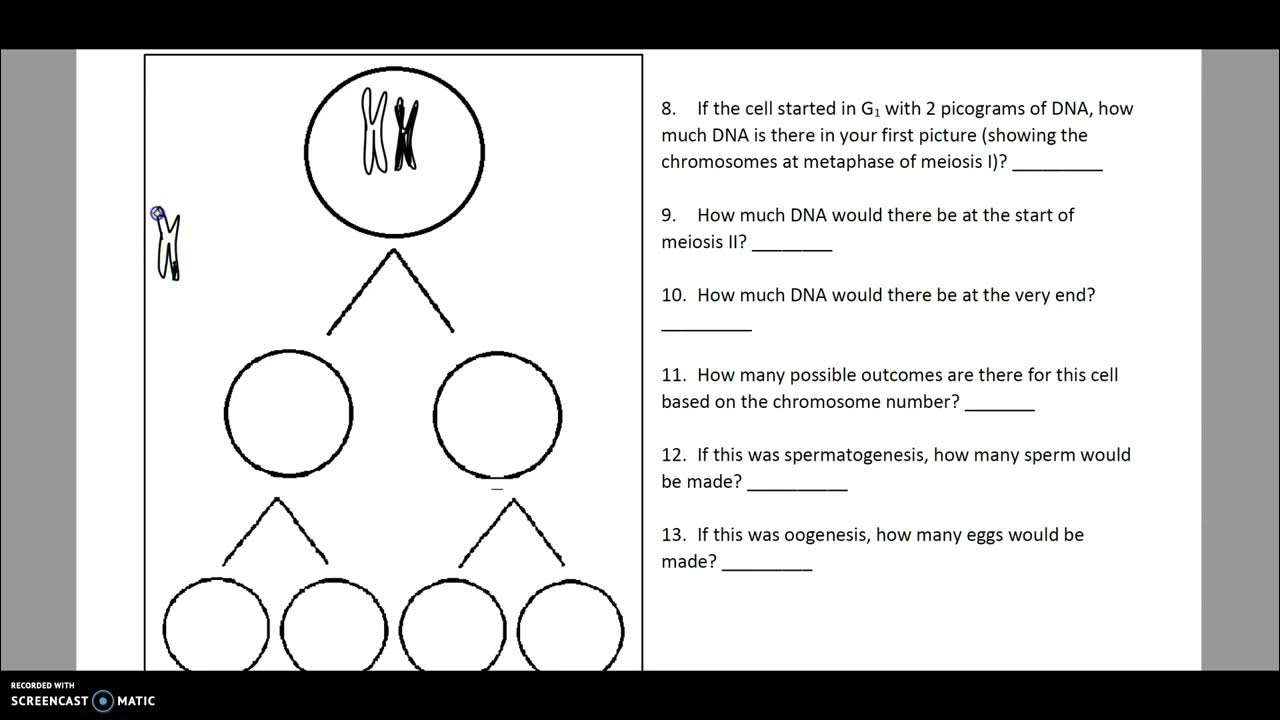 Cell Reproduction Worksheet Tutorial - YouTube
