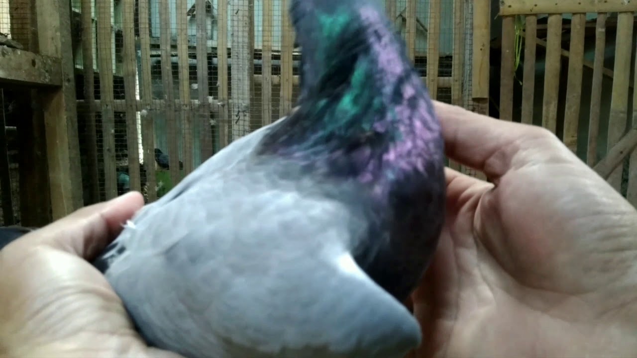 Merpati pos jadul - YouTube