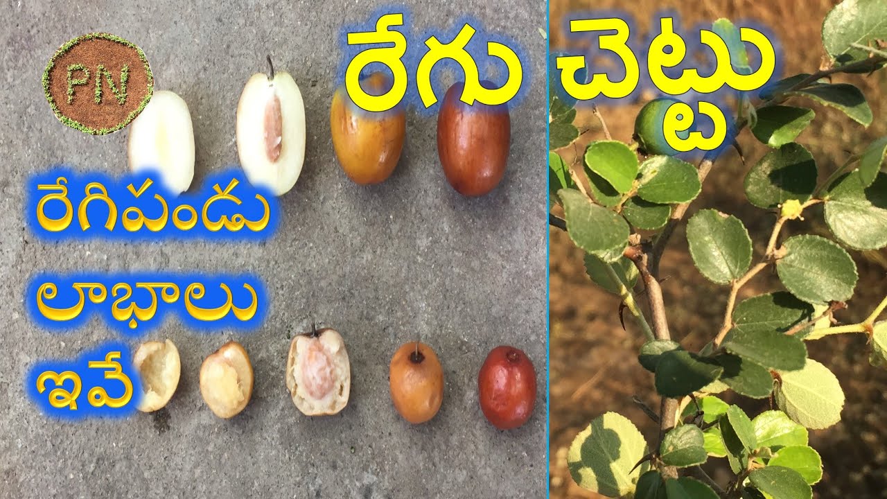 Indian Jujube/ Ber tree (రేగు చెట్టు) full information (Plant info ...