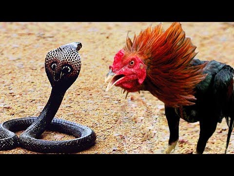 EN İNANILMAZ 10 HAYVAN KAVGASI ( Sürpriz Bir Şekilde Kazanan Hayvanlar )