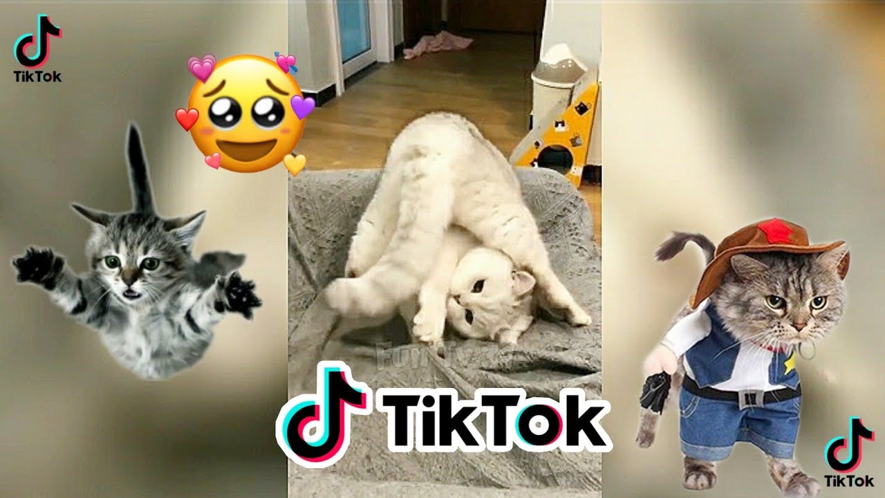 Kucing lucu tik tok paling imut dan gemesin - YouTube
