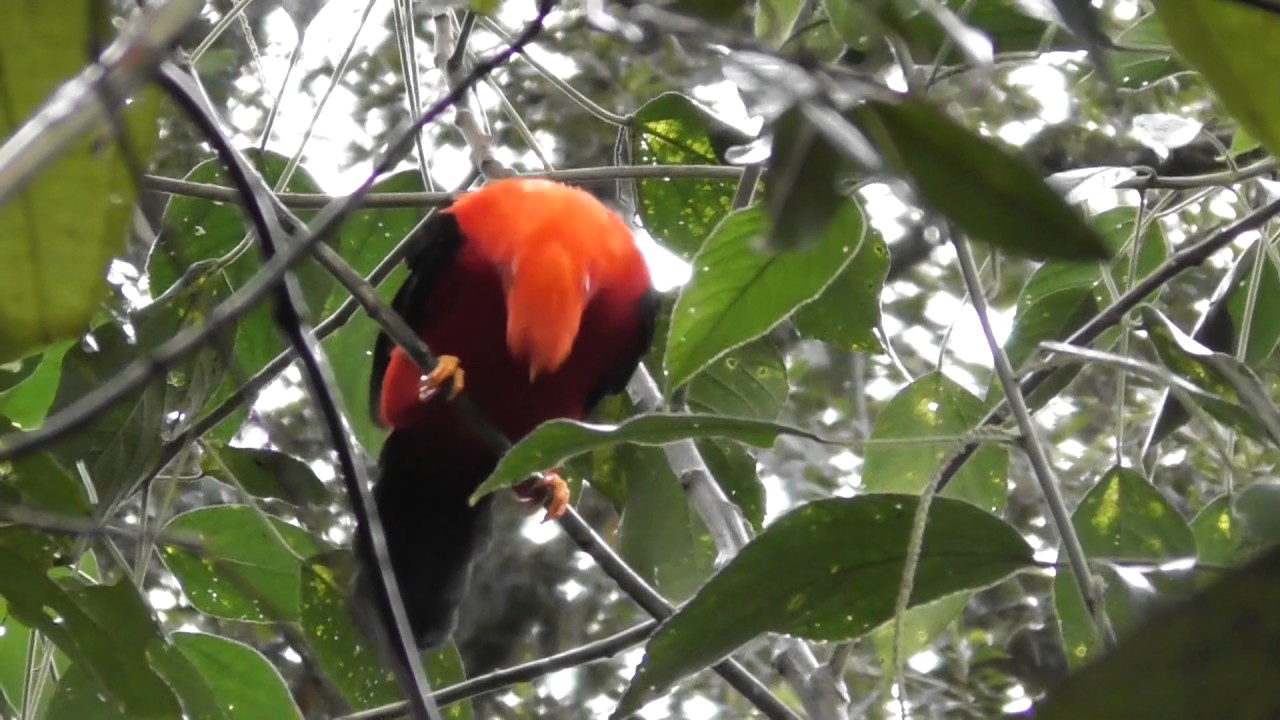 Cock of the Rock / Rode Rotshaan - YouTube