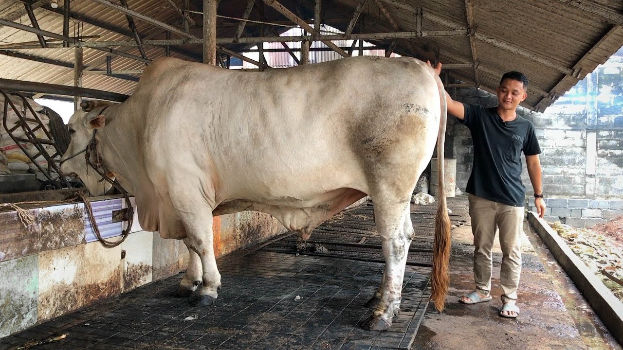 SAPI 1 TON - Mirip Wariso Katanya - YouTube