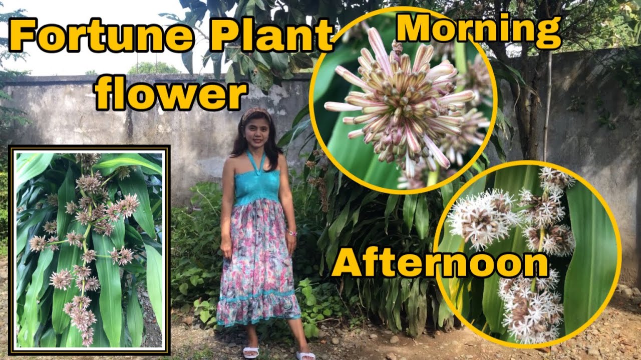 Fortune plant flowers! Ang bango #alenblooms #fortuneplant # ...