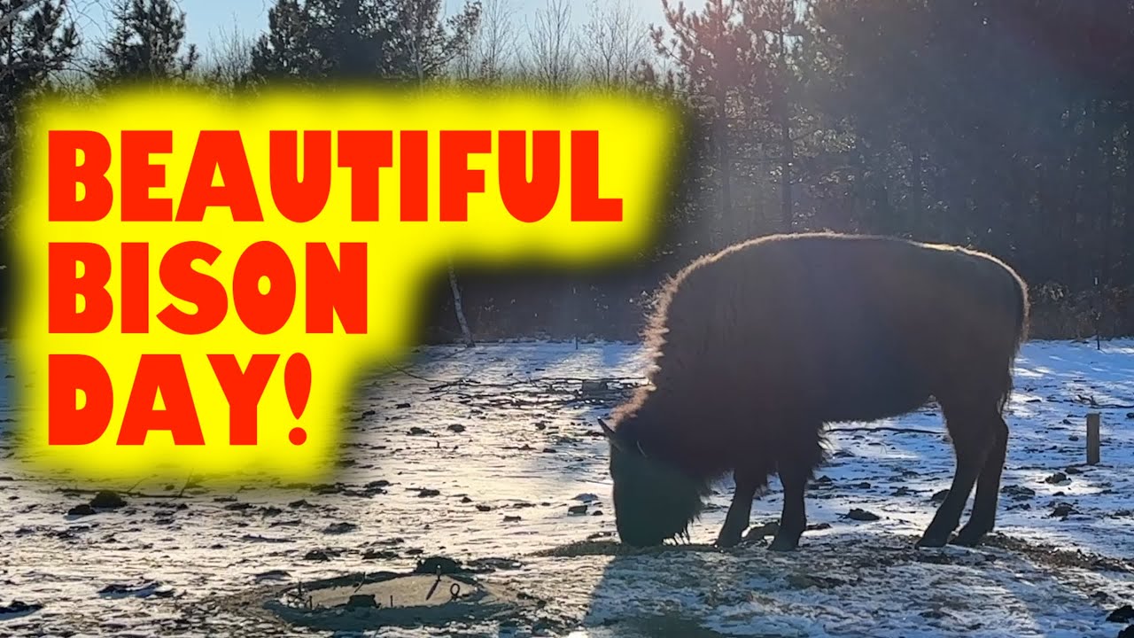 Beautiful Day With Our Bison! - YouTube