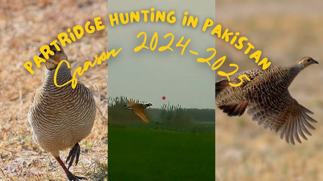 Teetar ka shikar || partridge hunting in pakistan || shotkam hunting ...