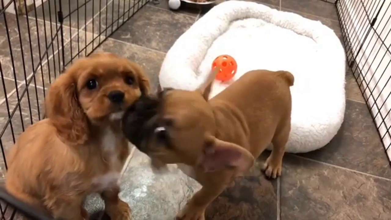 Who let the puppies out | Cute Compilation #41 - YouTube