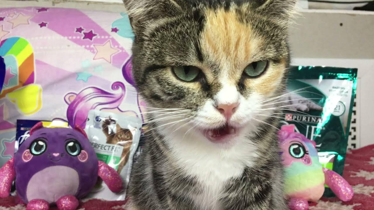 Kitten Milka eating wet food Purina one CAT ASMR 🐱 104 - YouTube