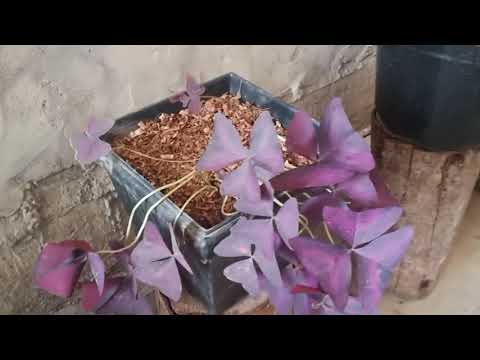 Si Pinky Mulai Rusuh Lagi 🤣