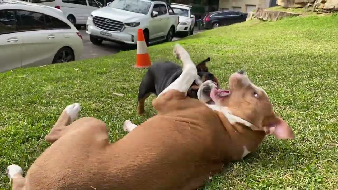 English Bulldog vs American Staffy play fighting - YouTube