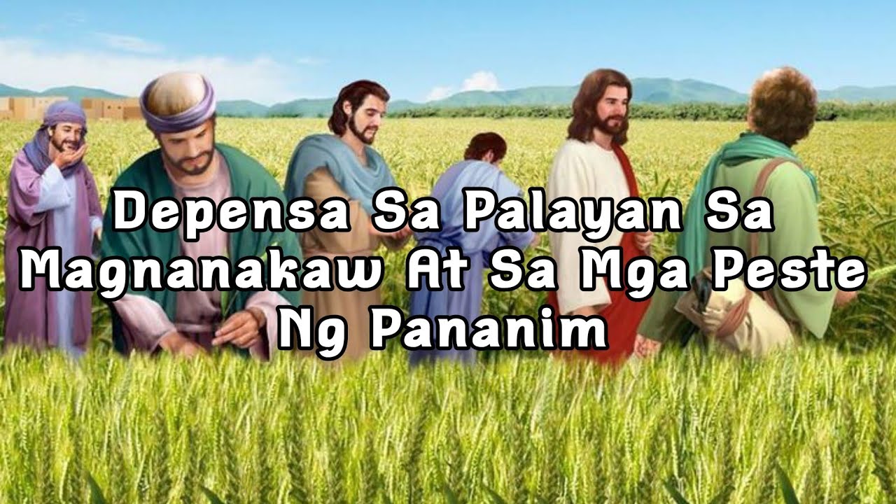 Depensa Sa Palayan Sa Magnanakaw At Sa Mga Peste Ng Pananim - YouTube