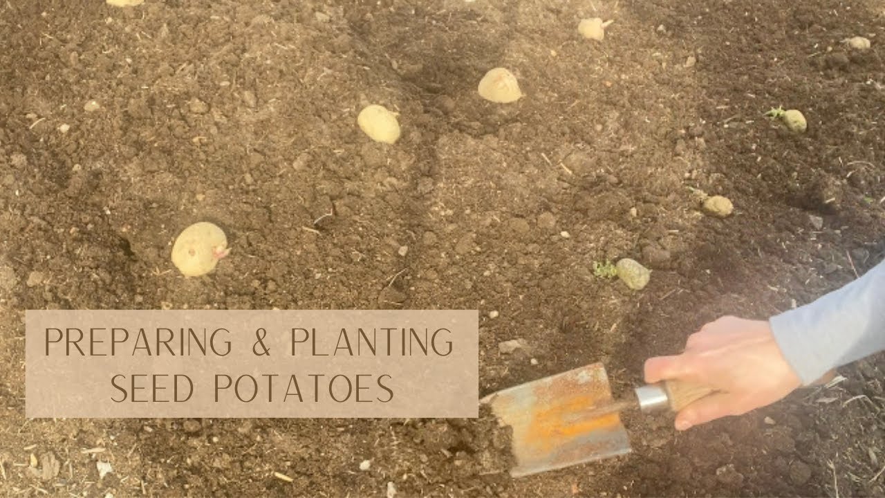 Preparing And Planting Seed Potatoes Youtube