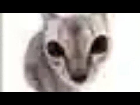Memory from Cats covered by a cat