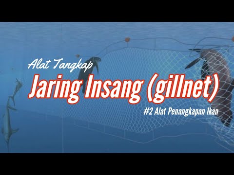 Alat Tangkap Jaring Insang (gillnet) - YouTube