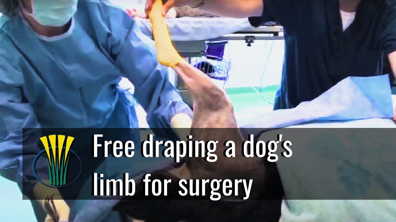 Free draping a dog's limb for surgery - YouTube