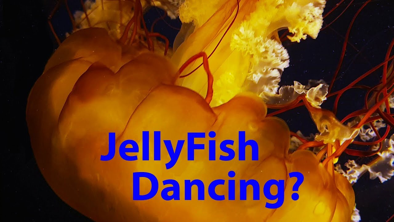 Underwater Dancing Creatures - YouTube
