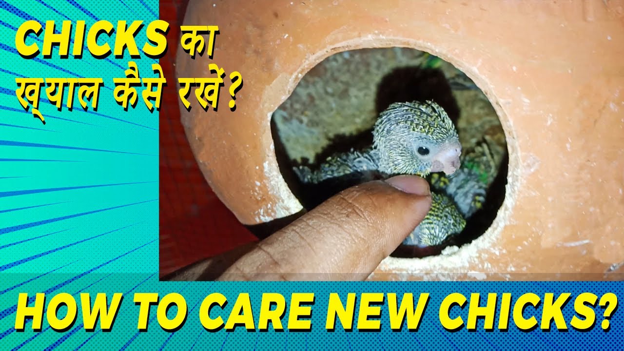 How to care New Chicks? Small Birds care Tips | Lovebirds, java ...