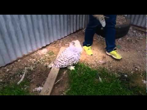 Snowy owl attacks women - YouTube