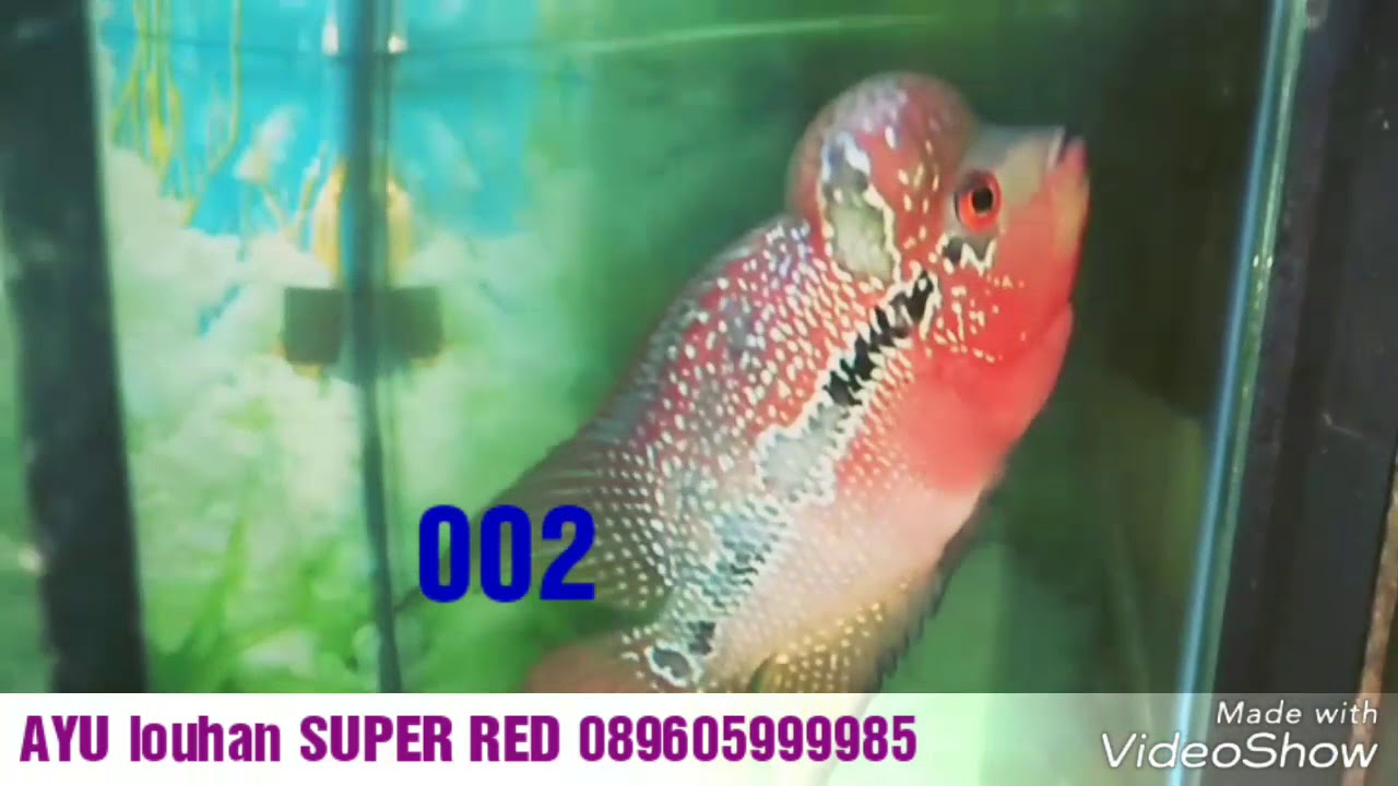 Kumpulan Jualan Ikan Louhan Super Red 100 Import Thailand Youtube