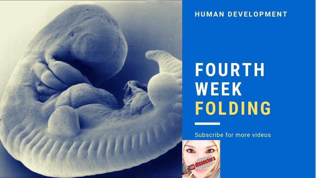 Medical embryology - Folding - YouTube