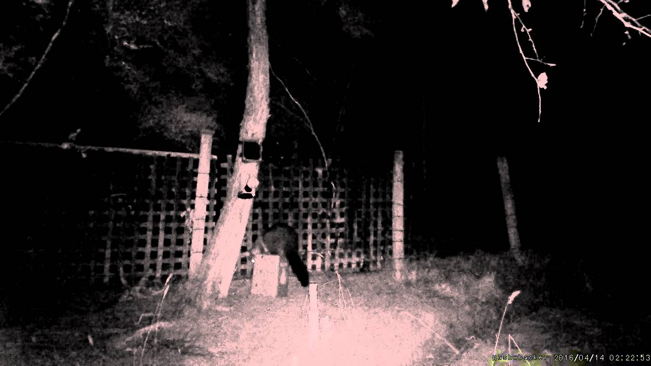 Possum playing with Timms and Good Nature Traps - YouTube