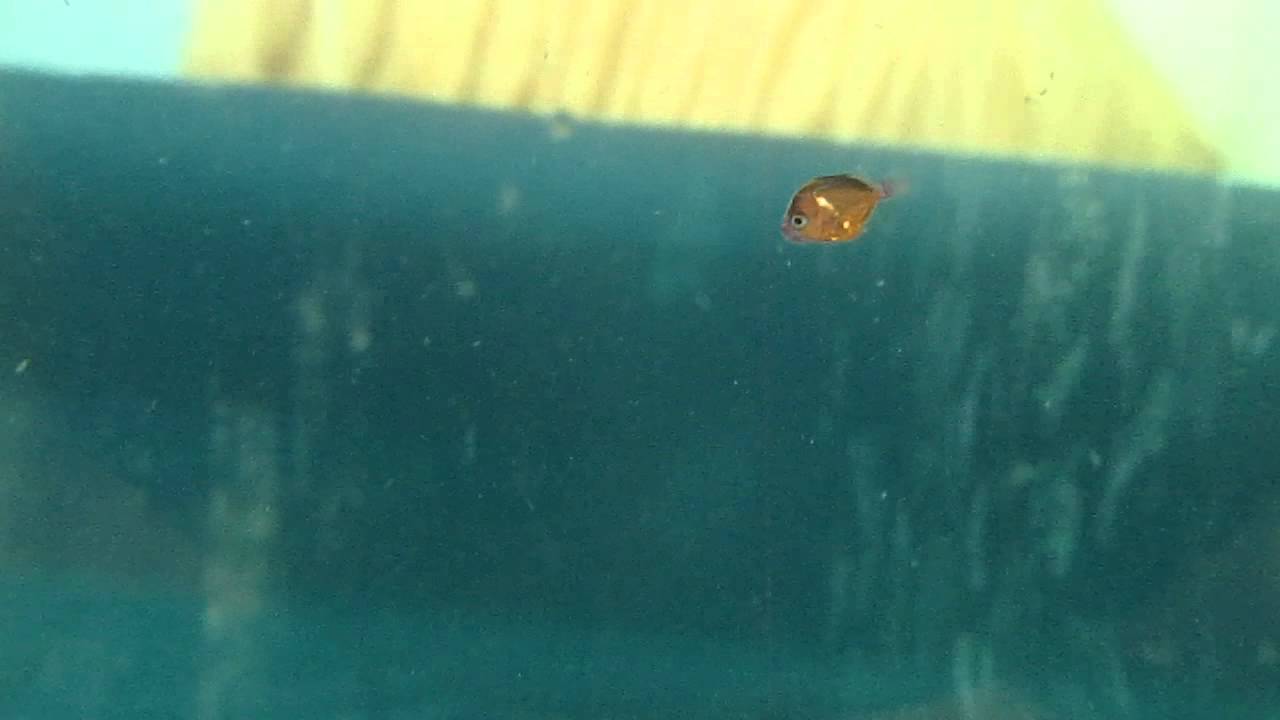 Paracentropyge venusta at 33 days old - YouTube