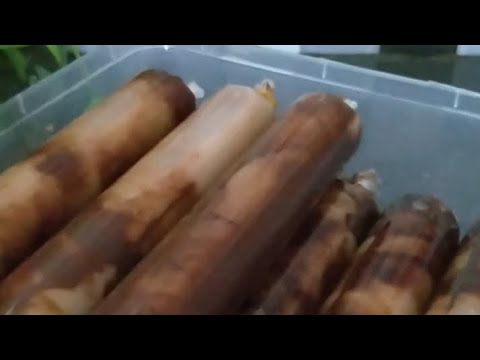 Es Mambo varian Milo - YouTube