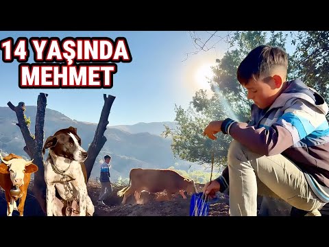 Dağda Yalnız Yaşıyor !!! 14 Yaşında Mehmet 10 Tane İneği İle Neler Yapıyor / DAĞDAYAŞAM belgesel