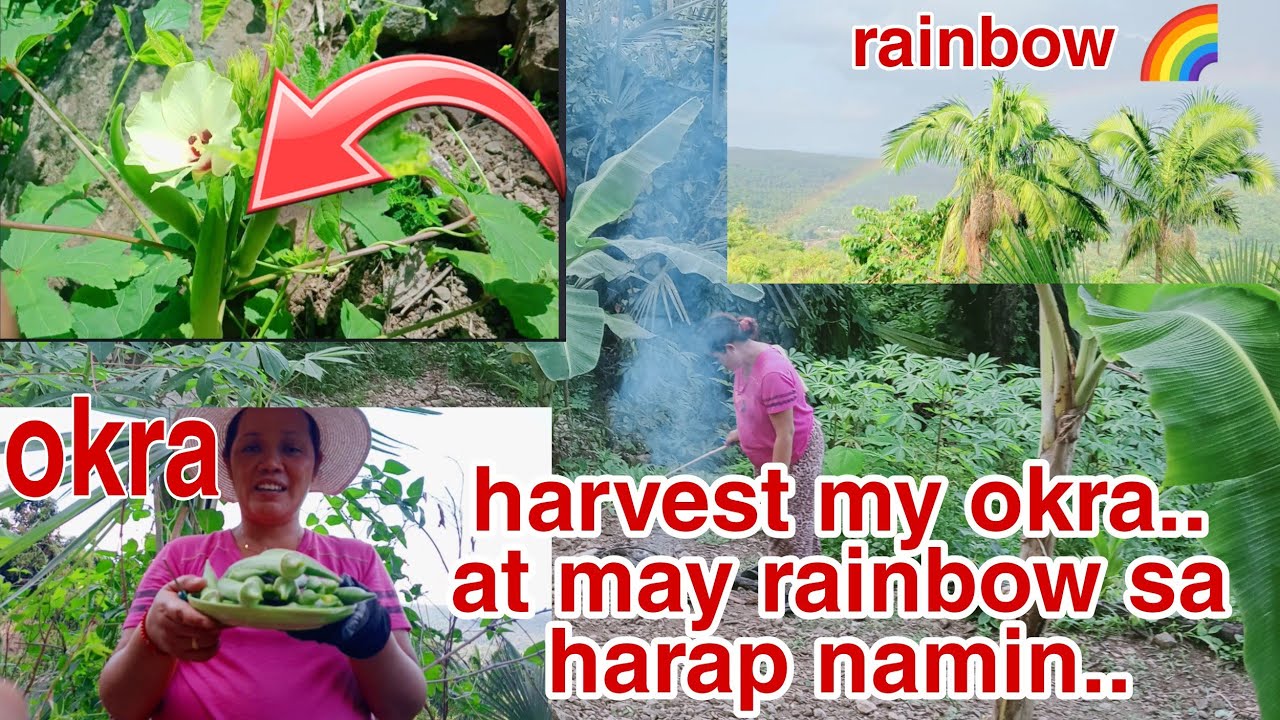 ANG LALAKI NG BUNGA NG OKRA KO+ NAGPAKITA SI RAINBOW SA AMIN🌈😊🍀 ...