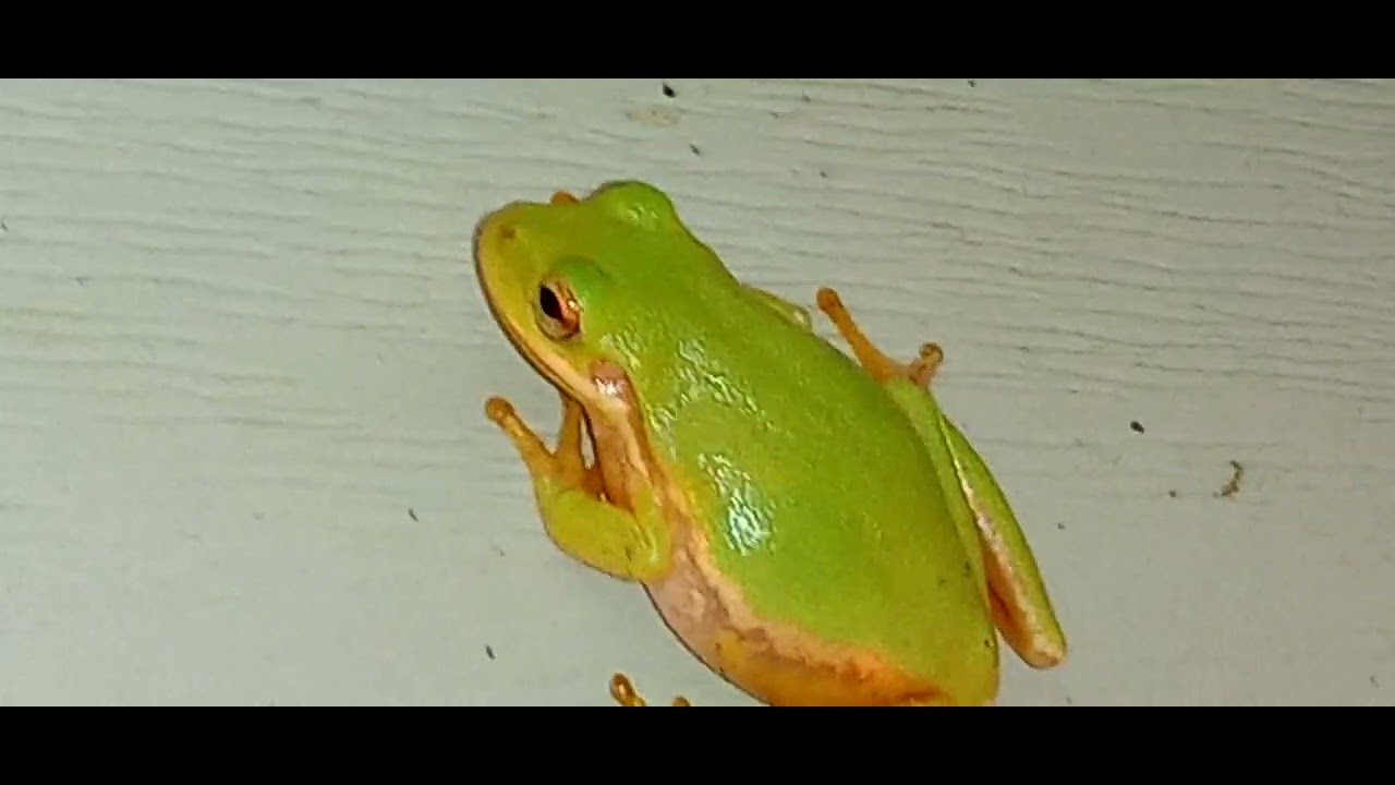 FINDING A BABY GREEN TREEFROG AND IT STARTS DEVOURING INSECTS - YouTube