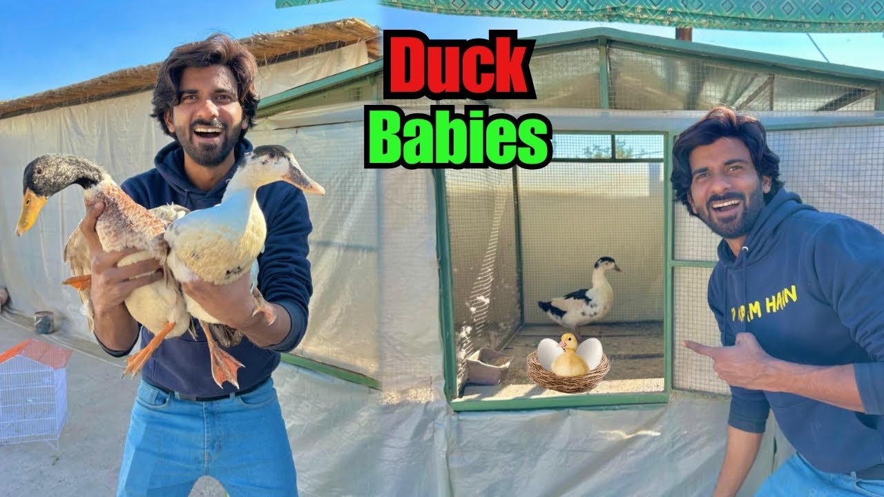 Finally Quacky Ne Good News Dedi 🥳 - YouTube