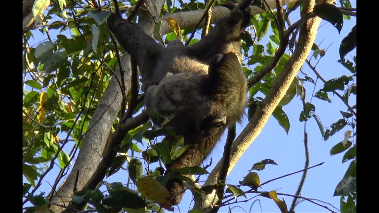 SLOTH (3 toed) with BABY and Howler monkey close by ! - YouTube