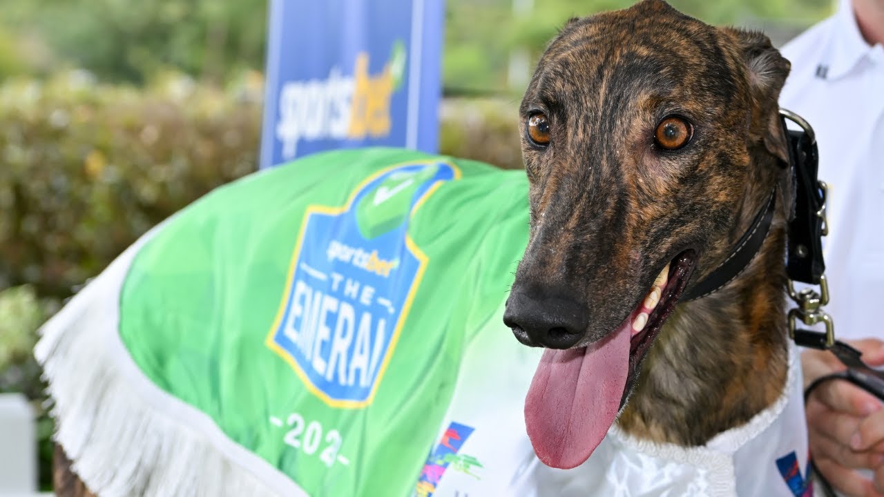 Naples Greyhound Track Results