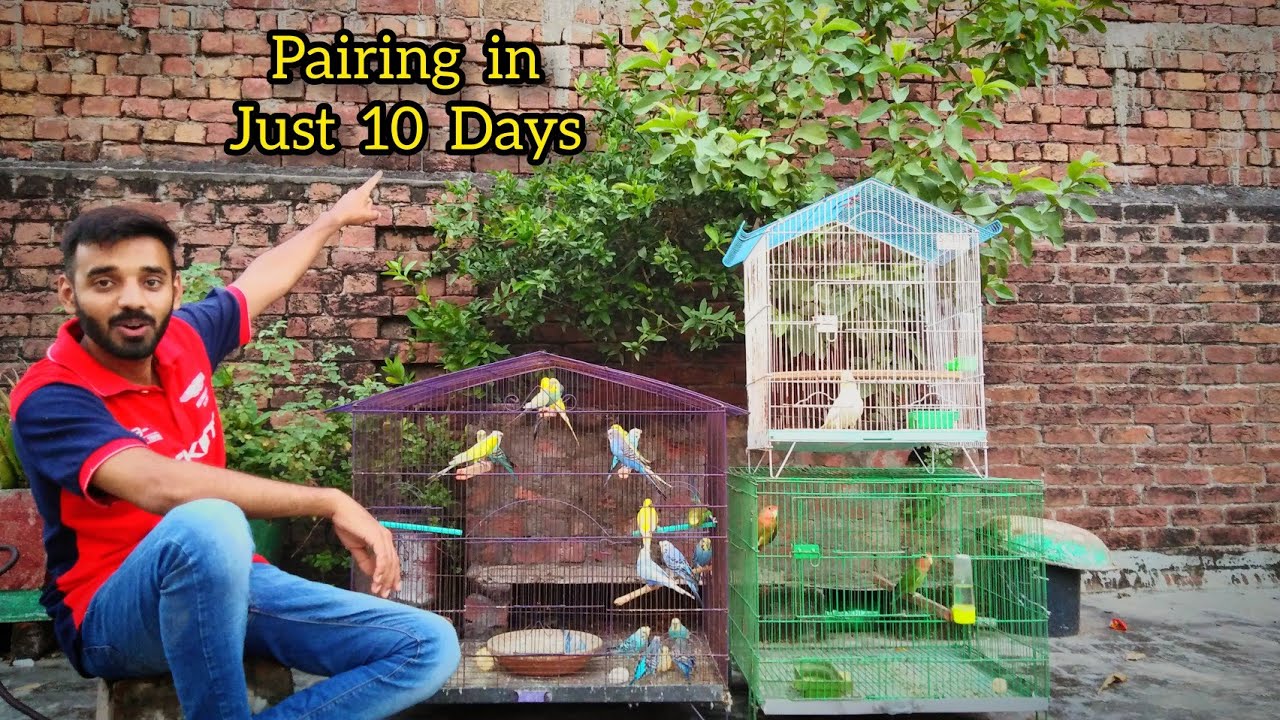 Australian Parrots Fast Pairing Tips | Pairing in just 10 days ...