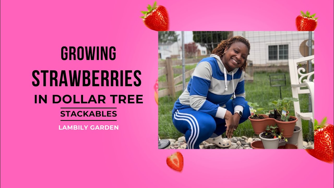 Growing Strawberries in Dollar Tree Stackables - YouTube