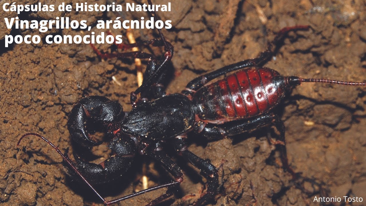Vinagrillos, arácnidos poco conocidos (Minicharla) - YouTube