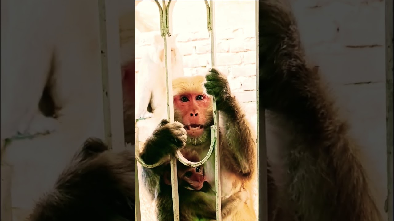 #short #Mother monkey with baby monkey asking for food #shortvideo ...