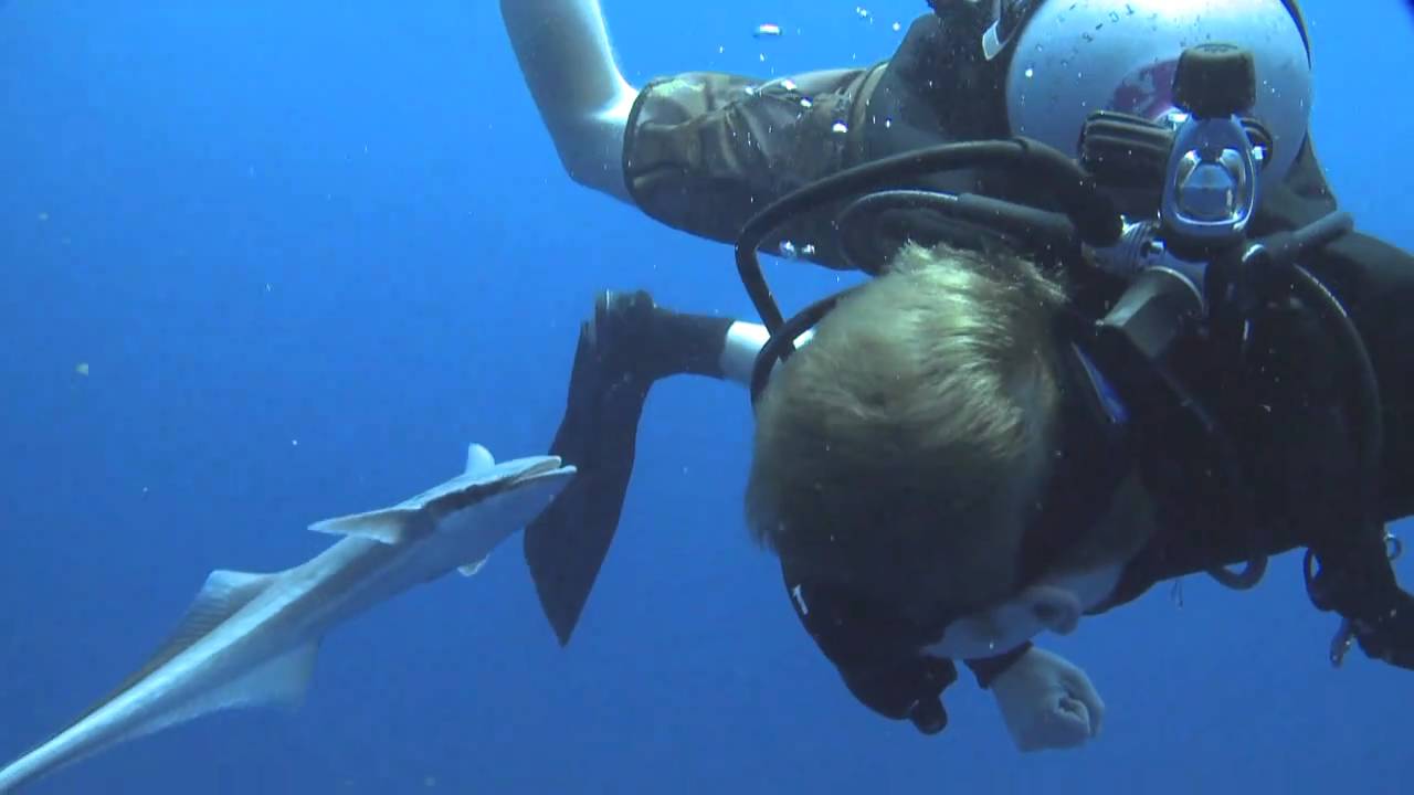 The friendly remora - YouTube
