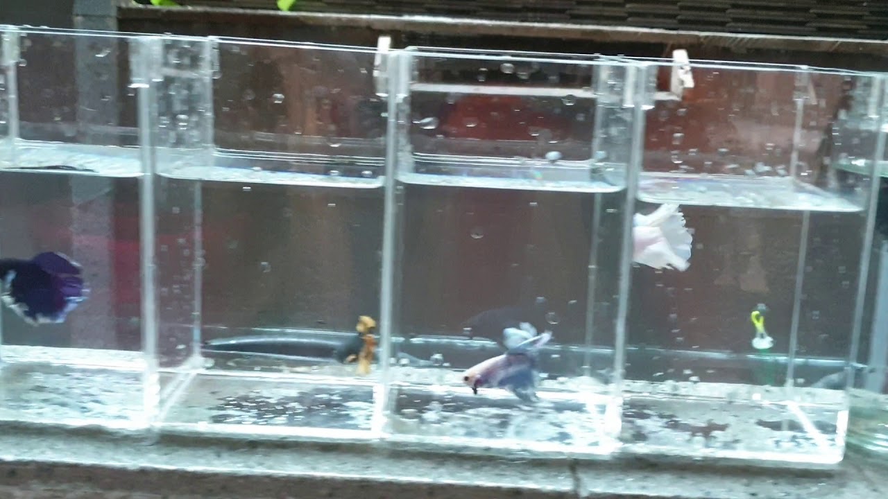 Iseng piara cupang | Betta Fish Collection - YouTube