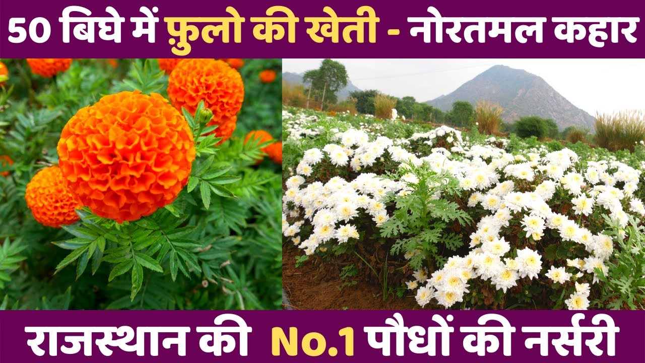50 बिघे में फ़ूलो की खेती!राजस्थान की No.1पौधों की नर्सरी!Phulo ki ...