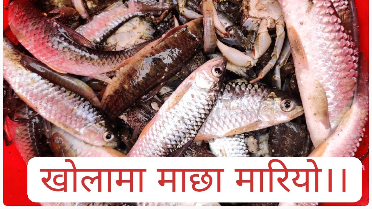 BADURA KHOLA FISH HUNTING TODAY @ENJOY GUYS - YouTube
