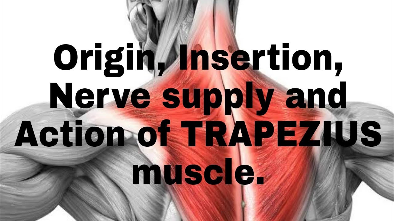 TRAPEZIUS - ORIGIN,INSERTION,NERVE SUPPLY AND ACTION. - YouTube