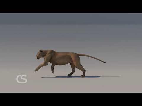 Lion animation run cycle - YouTube