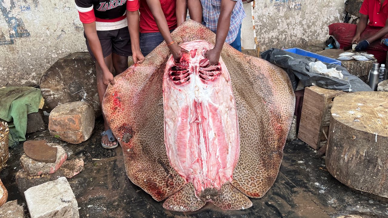 110 kg biggest ray fish cutting🔥🔪indian massive size fish cutting ...